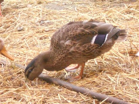 Duck Sexing Pic Heavy BackYard Chickens Learn How To Raise Chickens