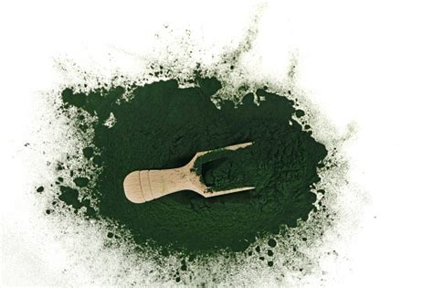 조류 Spirulina입니다 Spirulina 분말입니다 흰색 배경에 나무 삽에 분말 조류 Spirulina 파우더