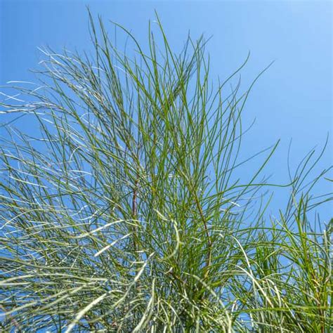 Desert Trees For Sale Moon Valley Nurseries