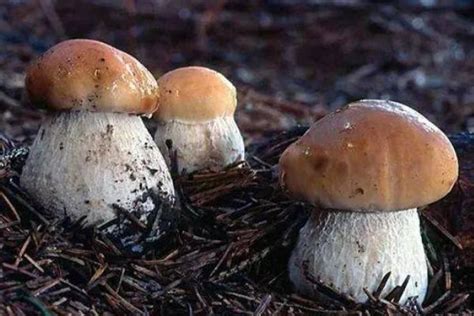 哪一种牛肝菌最贵 三农经