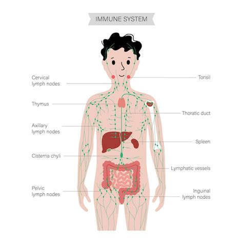 Immune System Diagram Labeled