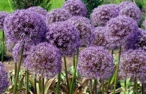 Complete List Of Allium Species A Guide To The Diverse World Of