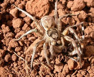 Food Vs Sex Why Some Female Spiders Eat Males Before Mating Live Science