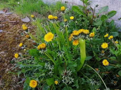 A Fascination With Fasciation In Flowers Jane Baxter Art