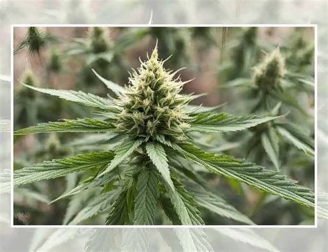 What Is Pruning Cannabis A Complete Guide For Healthier Plants And