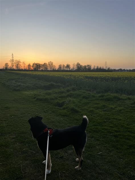 Du Амьдрал хувь тавилан гэдэг сонин шүү… Германд ирээд нохойтой болохыг их хүсэж байсан