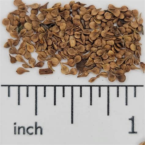 Fox Sedge Chesak Seed House