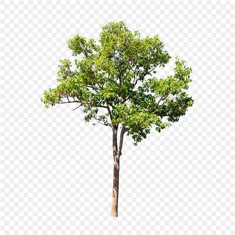 Isolated Tree PNG Picture Green Tropical Tree Isolated On Transparent