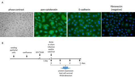 Cell Characterization And Treatment A Cell Type Characterization By