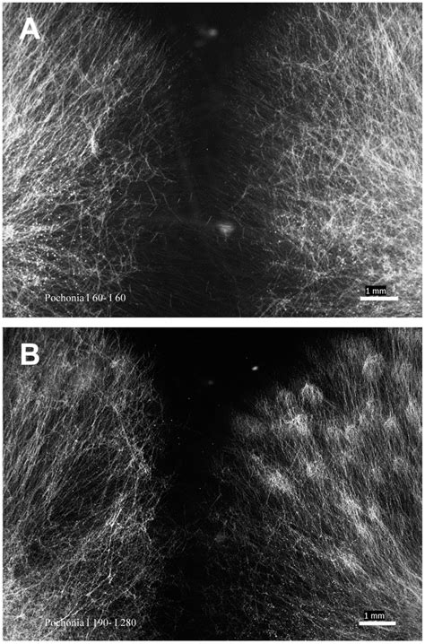 Exploring Anastomosis Of Hyphae And Mating Type Compatibility Of