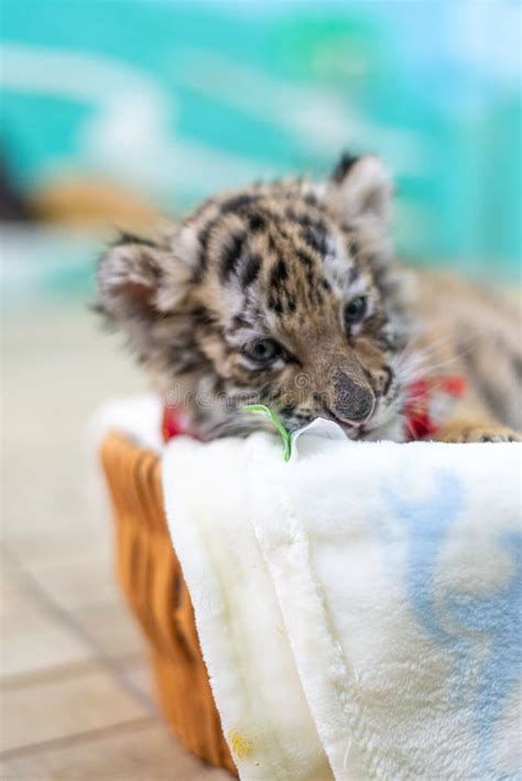 Baby Siberian Tiger Nature Stock Photos Free Royalty Free Stock Photos From Dreamstime