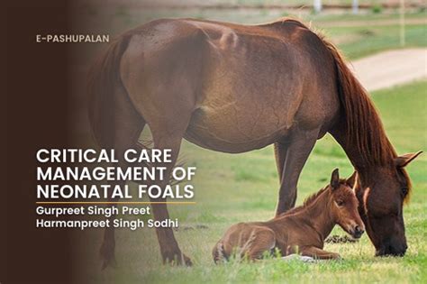 Critical Care Management Of Neonatal Foals Epashupalan