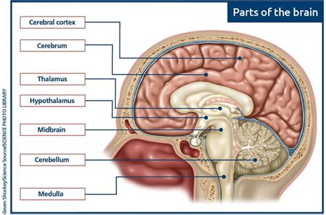 Nervous System Parts And Functions Diagram Explained