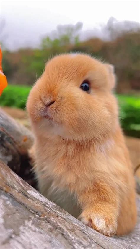 Funny Bunny🐇 One News Page Video
