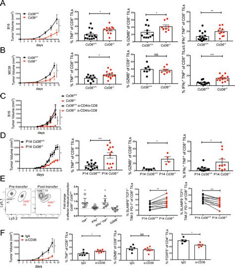 Cd36 Promotes Cd8 Til Dysfunction A E C57bl 6j Mice Were Implanted