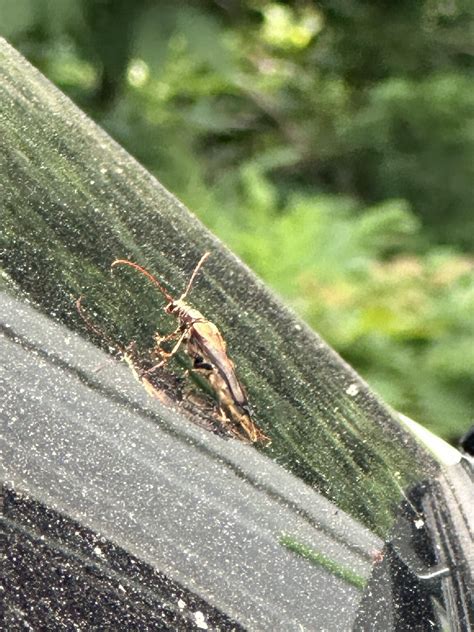 Bug Identification Rbugidentification