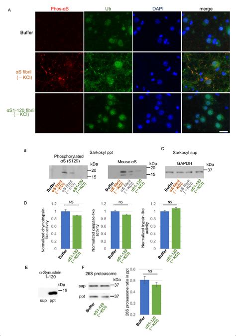 Effects Of C Terminal Truncated A Synuclein Fibrils On Proteasome In Download Scientific