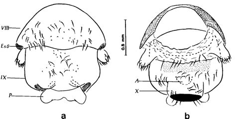Induction Of Adultoids In The Third Instar Larvae Of Rhodnius Prolixus