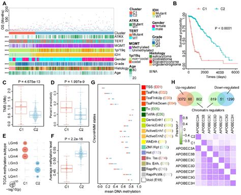 Clinicopathological And Epigenetic Characteristics Of Glioma Subtypes