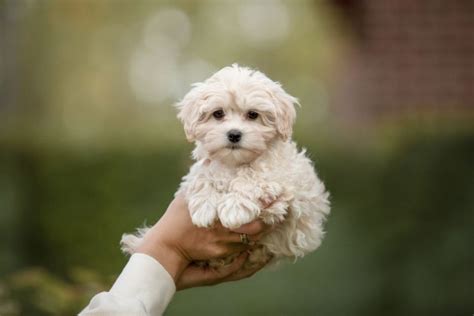 8 Best Maltipoo Breeders In Ontario
