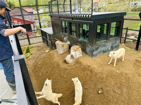 日本初ホッキョクオオカミのエサやり体験スタートノースサファリサッポロ