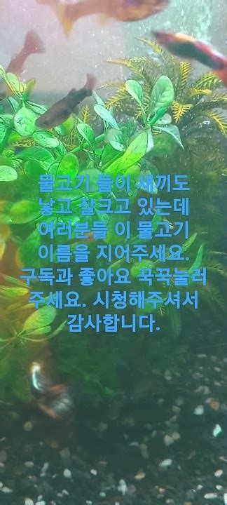 물고기 어항 세상 Youtube