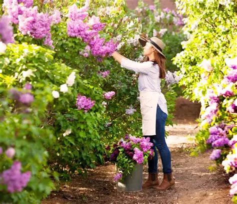 Fragrant Lilac Tree Forestry Com