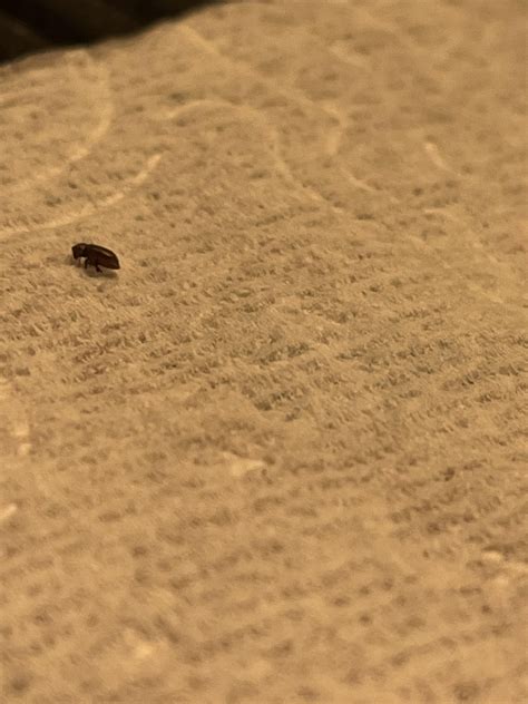 Does Anyone Know What Bug This Is Ive Found A Few Of Them In My Bed