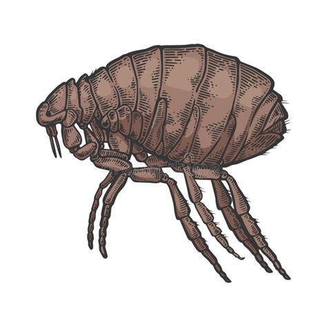 Parasite Stock Illustrations Vecteurs And Clipart 41430 Stock