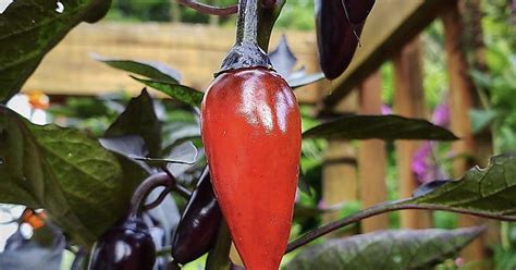 Count Dracula Pepper Album On Imgur