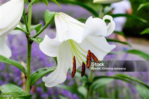 화창한 여름날 영국 코티지 스타일의 정원에서 Lilium 또는 Lily 식물의 큰 흰색 꽃 하나 부드러운 초점으로 촬영 아름다운 야외 꽃 배경 0명에 대한 스톡 사진 및