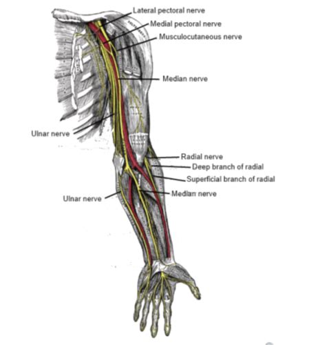 Median Radial Ulnar Nerve Flashcards Quizlet