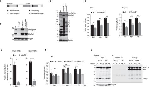 Ube2g2 Is Necessary For Production Of Infectious Virus Particles A