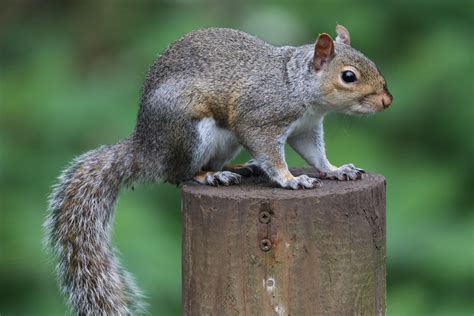 Grey Squirrel Birdforum