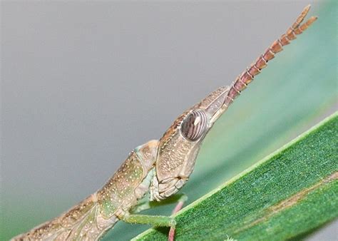 Keys Matchstick Grasshopper Jaithmathang