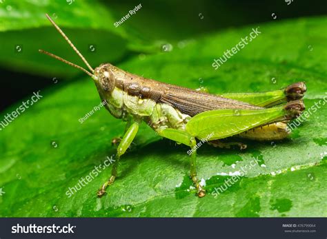 Close Up Of The Grasshopper On Green Leaf站酷海洛正版图片视频字体音乐素材交易平台站酷旗下品牌