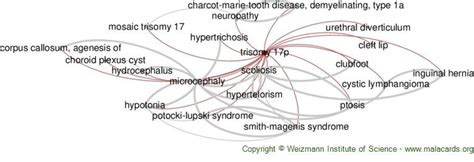 Trisomy 17p Disease Malacards Research Articles Drugs Genes