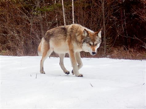 The Breeding Female Of The Bug Creek Pack Has A Very Unique Appearance