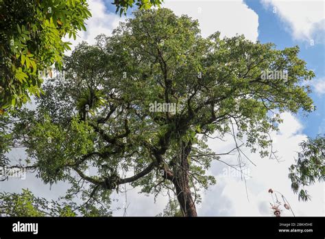 Asplenium Nidus Parasites On Branches In The Crown Of A Huge Tropical