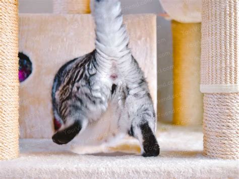 Ask Dr T What Are These Black Spots On My Cats Anus Your Vet Friend