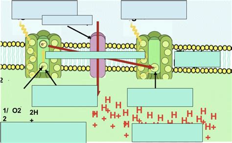 Bio 110 Lecture 19 Exam 4 Diagram Quizlet