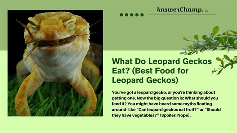 What Do Leopard Geckos Eat? Diet Guide for Healthy Geckos