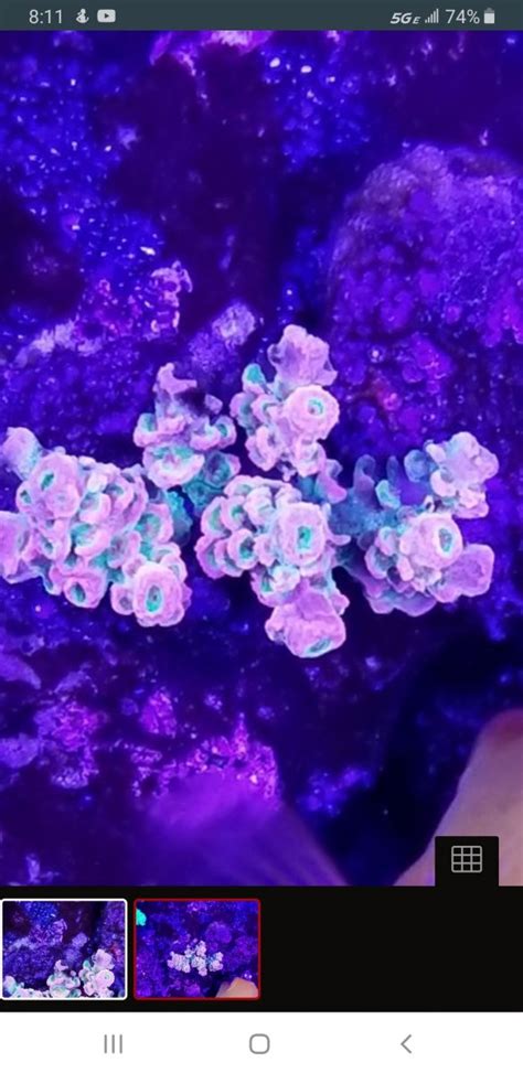 Distortedmutant Morphology In Acroporas Radial And Axial Corallite