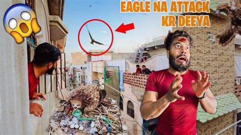 Eagle Na Attack Kr Deeya 😱 Syed Fahad The Fun Fin Youtube