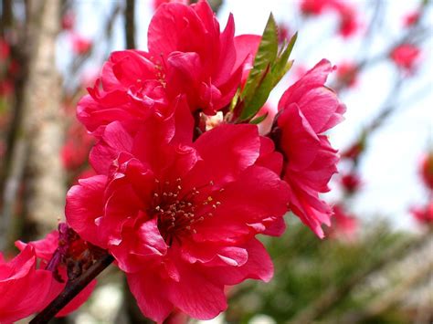 桜 サクラ 桜の花 壁紙写真 四季の彩り壁紙写真集