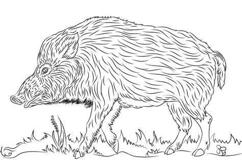 Jabalí Adulto para colorear imprimir e dibujar ColoringOnly