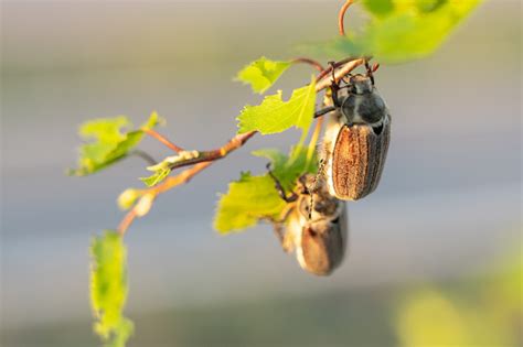 두 마리의 딱정벌레가 어린 자작나무잎을 먹는다 선택적 초점 6월에 대한 스톡 사진 및 기타 이미지 6월 딱정벌레 0명