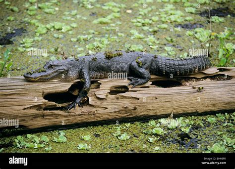 Crocodiles Du Mississippi Banque De Photographies Et Dimages à Haute