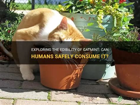 Exploring The Edibility Of Catmint Can Humans Safely Consume It Shuncy