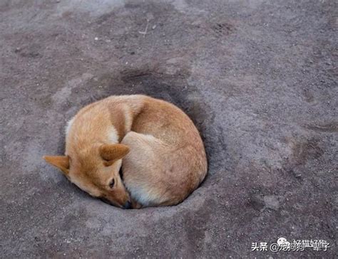 你家狗狗喜歡挖洞，刨坑嗎？這裡有7個原因和4個應對方法 每日頭條